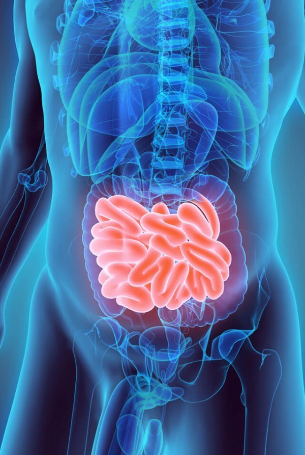 How We Damage Our Small Intestine