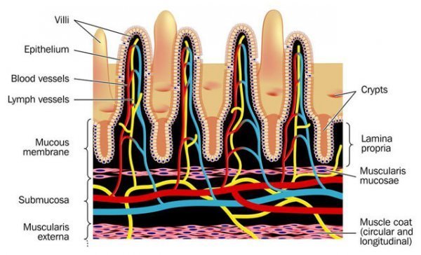 How We Damage Our Small Intestine