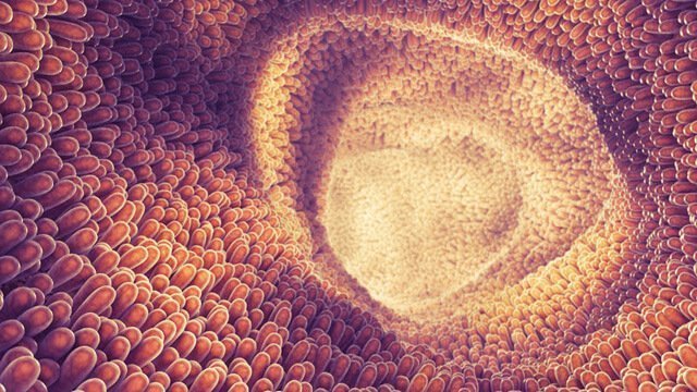 How We Damage Our Small Intestine