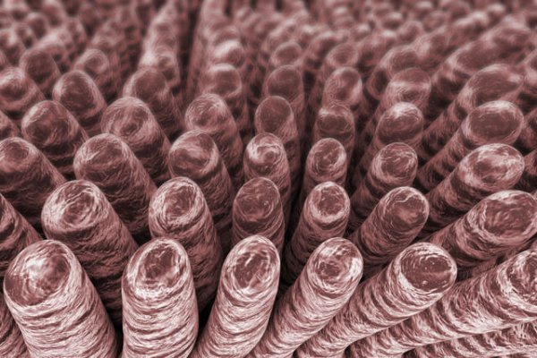 How We Damage Our Small Intestine