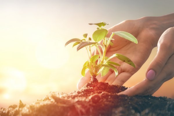 A Modern-Day Raw Food Movement History | Dr. David Klein | Fruit-Powered